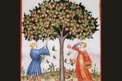 Shaking the Apple Tree- Jane Simpson - Anglican Women's Studies Centre